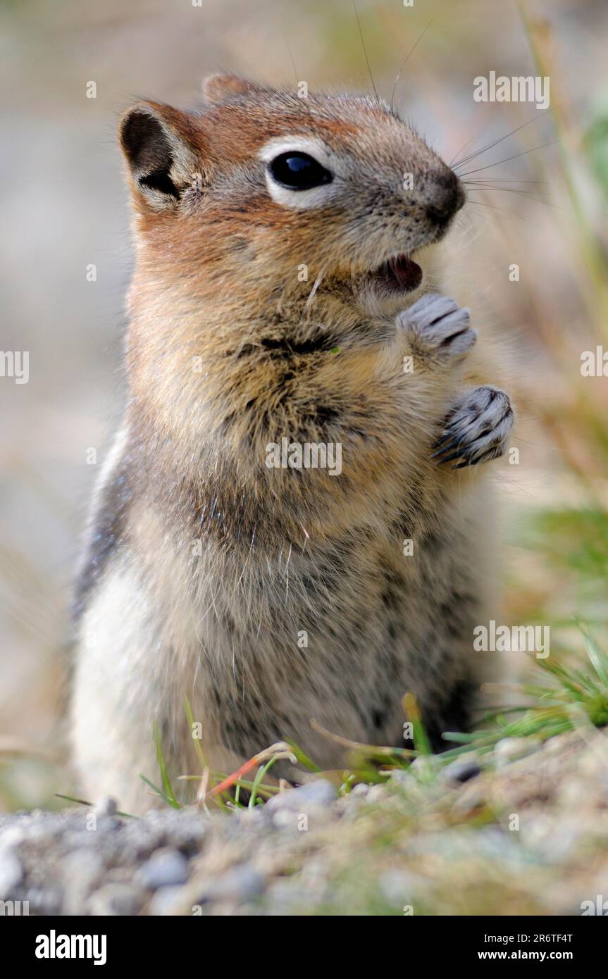 Banff National Park, Alberta (Citellus lateralis), golden-mantled ...
