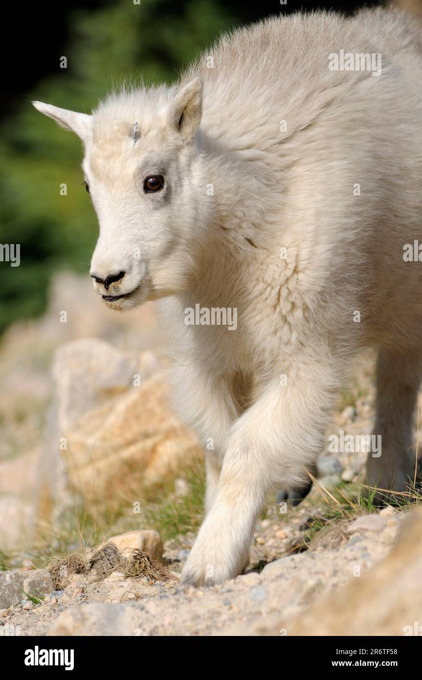Mountain goat (Oreamnos americanus), young, Jasper National Park ...