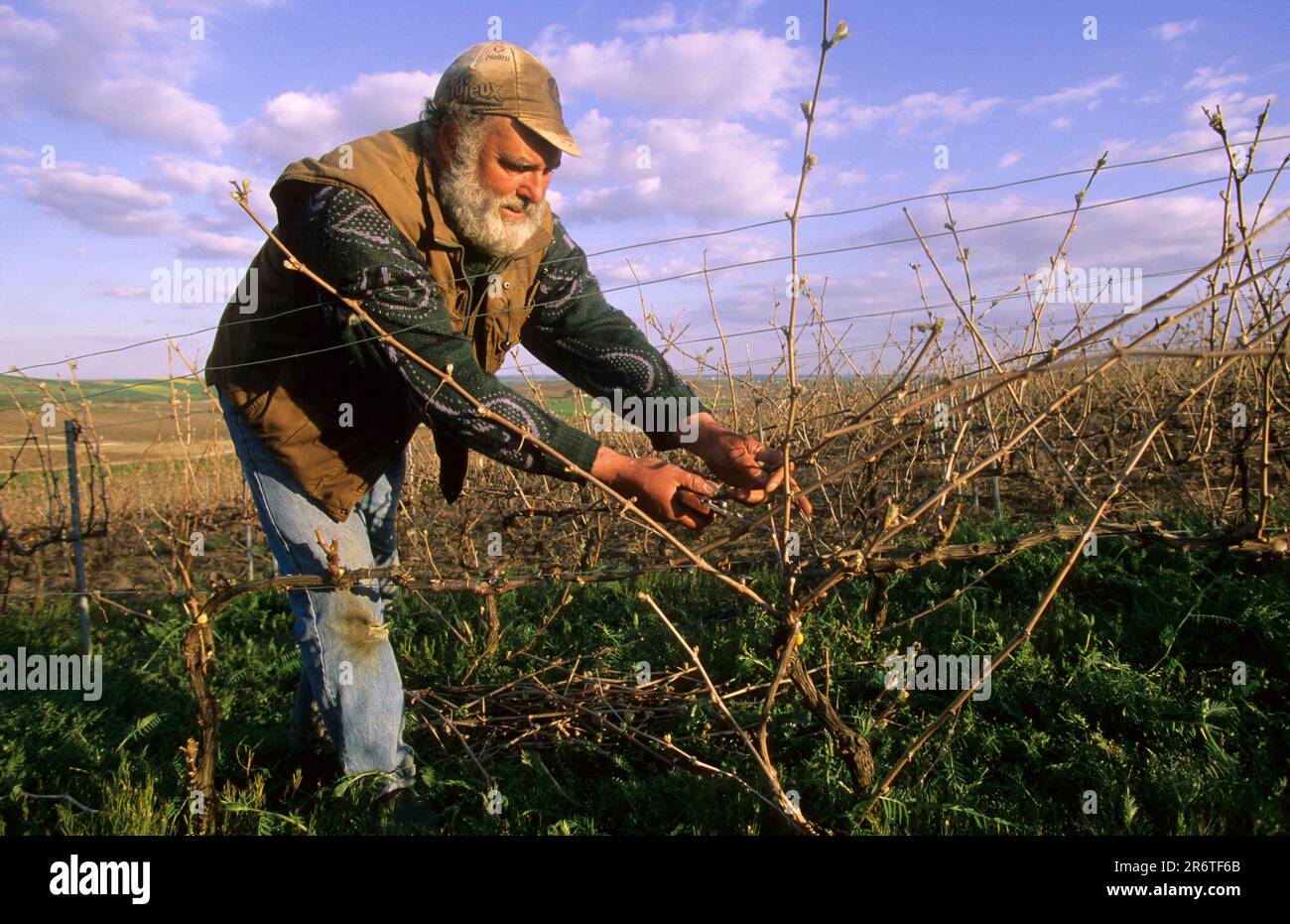 Man pruning vines, spring, champagne, pruning, vine, vines, france ...
