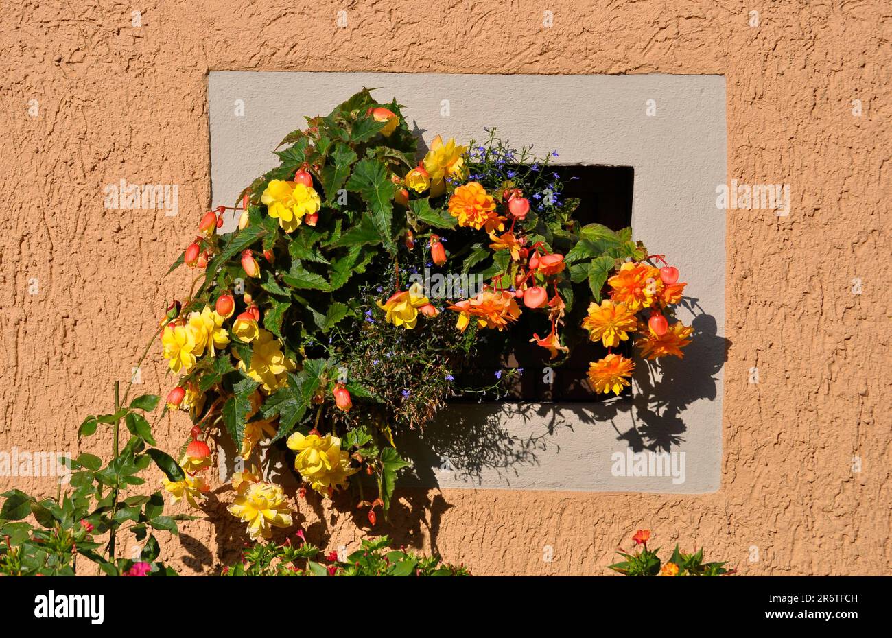 Flowers various at the window outside Stock Photo - Alamy