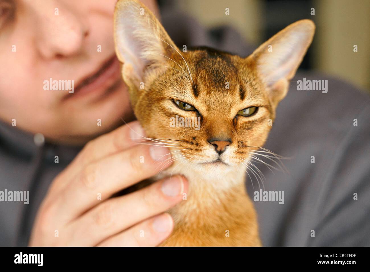 Small kitten cat of the Abyssinian breed sitting on owner hands. Funny ...