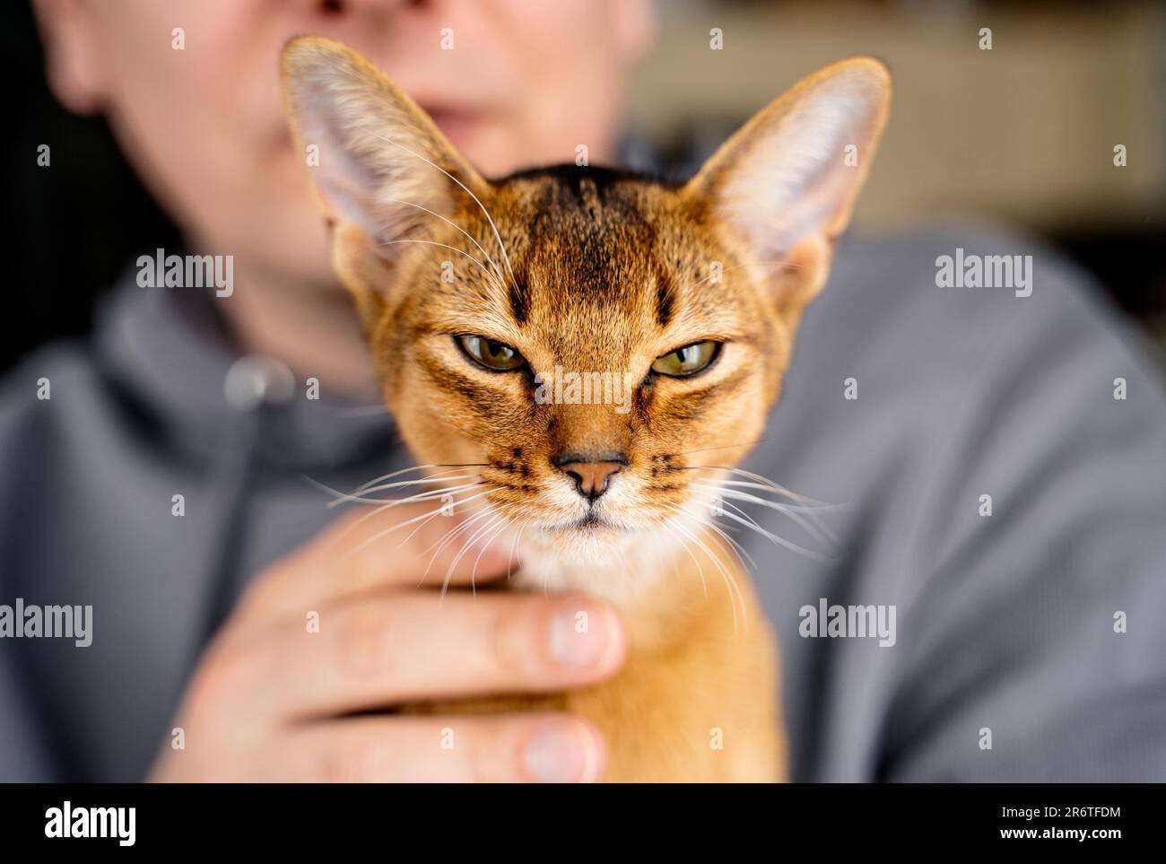 Small kitten cat of the Abyssinian breed sitting on owner hands. Funny ...