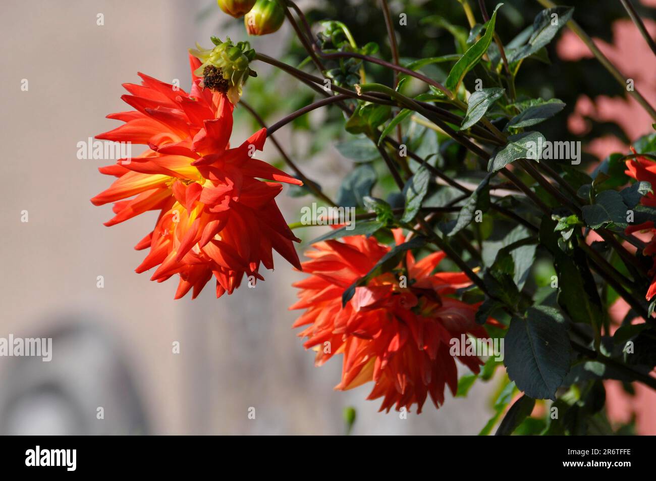 Flowering orange dahlias Stock Photo - Alamy