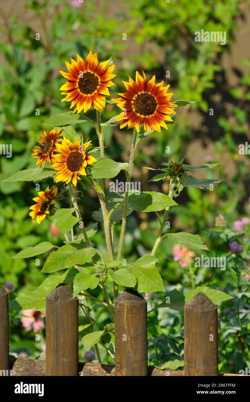 Sunflower (Helianthus annuus), Ring of Fire, red-yellow mottled Stock ...