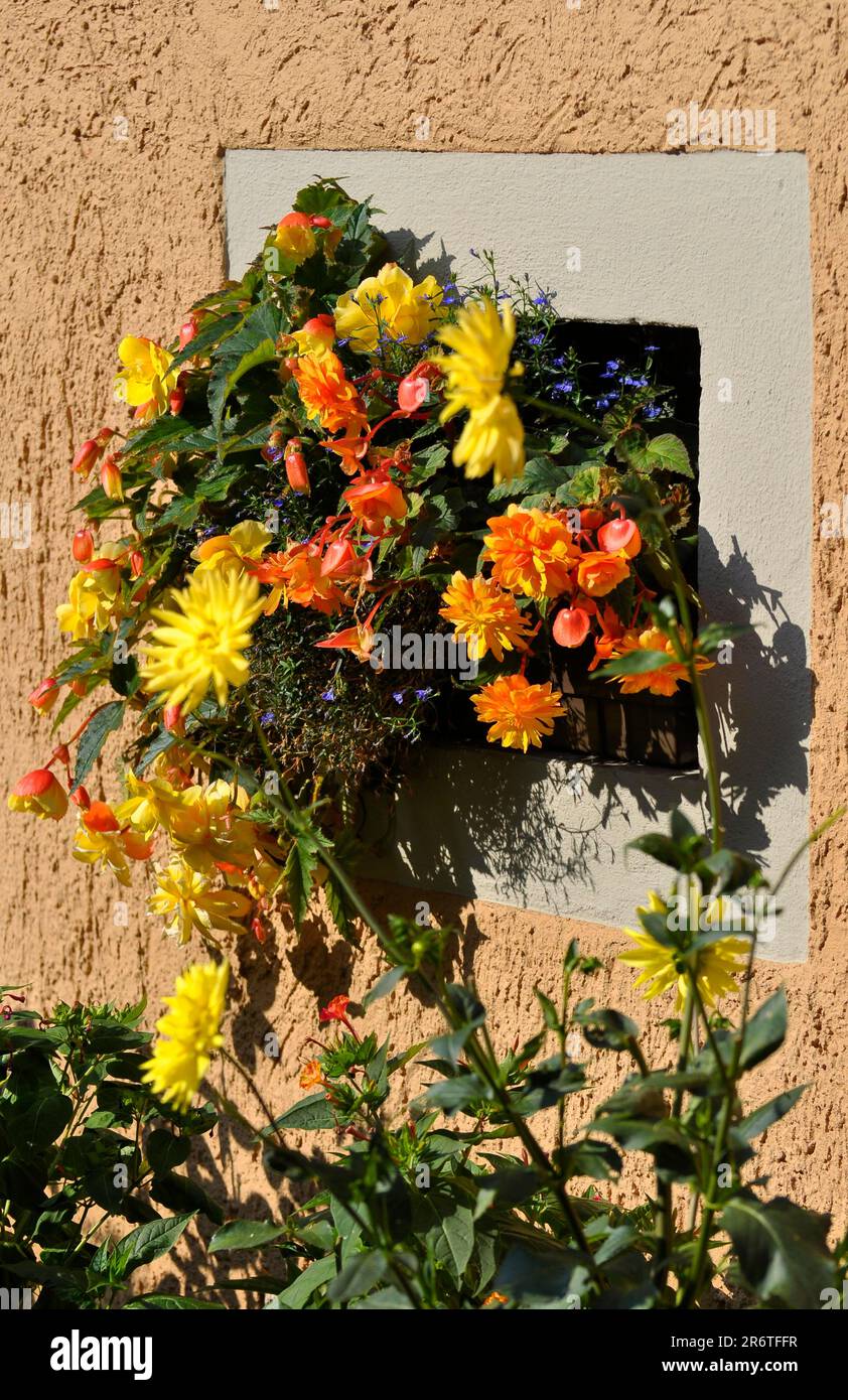 Flowers various at the window outside Stock Photo - Alamy