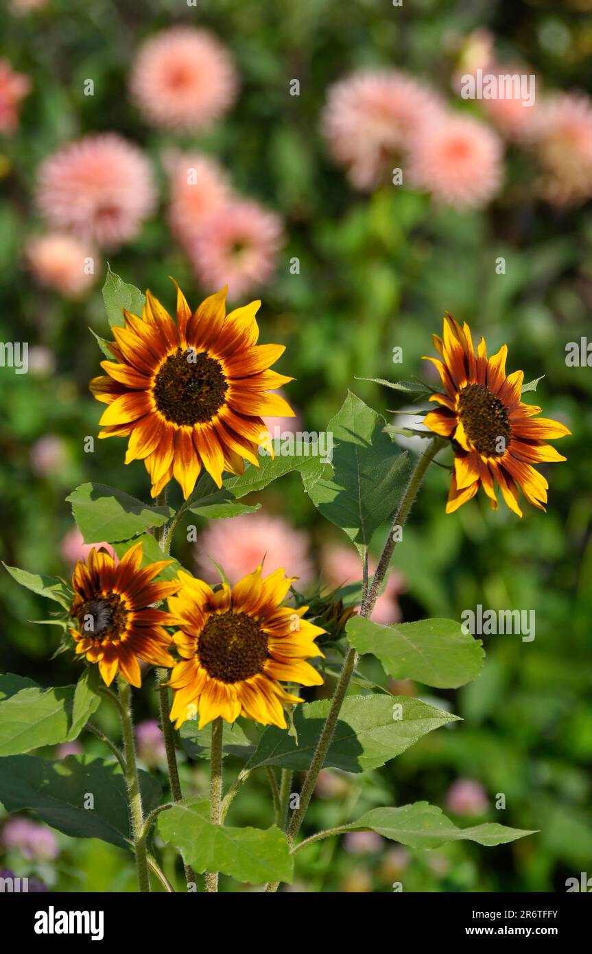 Ring of fire sunflower hi-res stock photography and images - Alamy