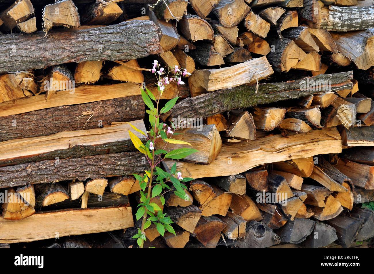 Berry wood, camp, oak wood Stock Photo - Alamy