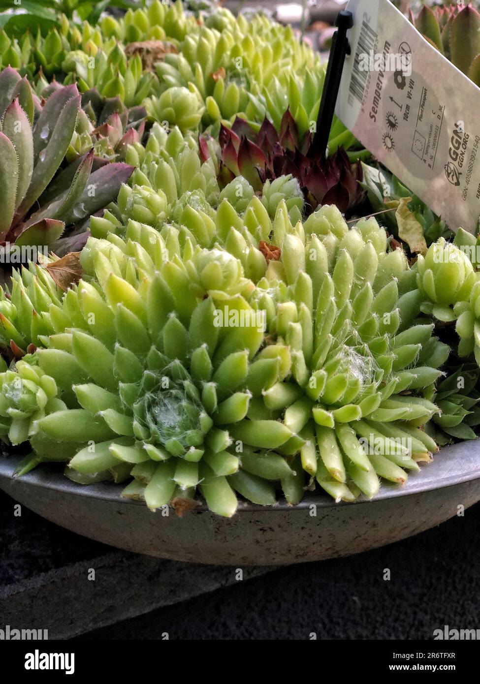 Sempervivum tectorum dark beauty hi-res stock photography and images - Alamy