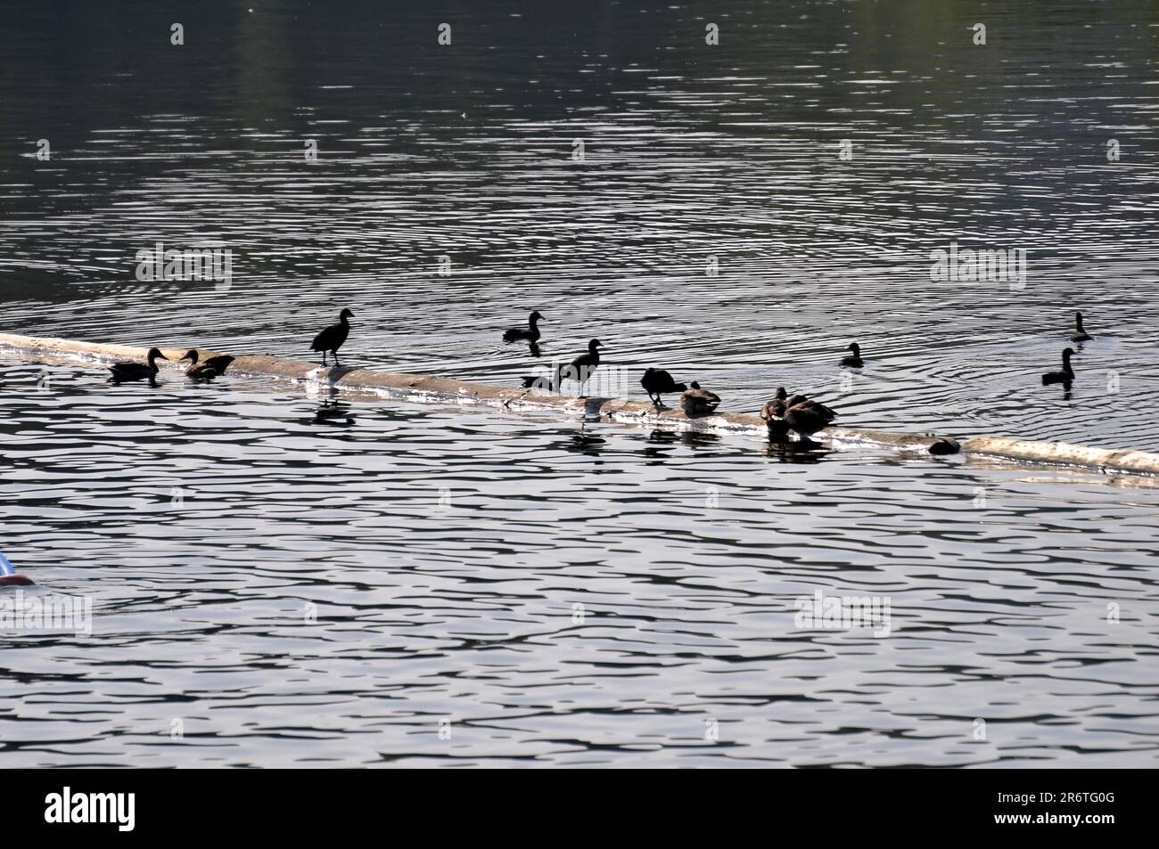 Various water birds hi-res stock photography and images - Alamy