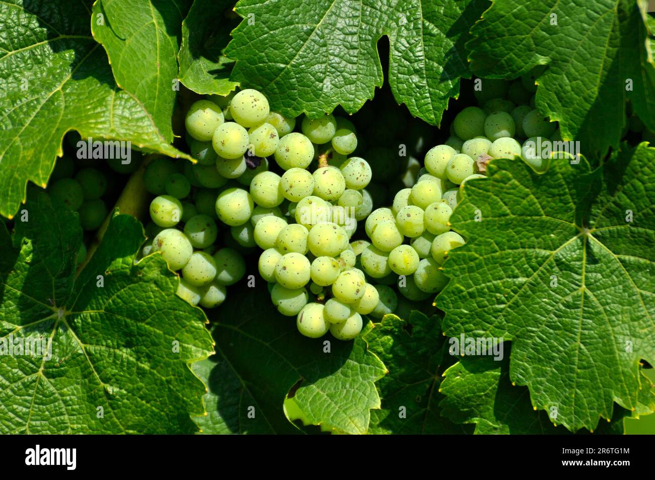 Sort riesling hi-res stock photography and images - Alamy