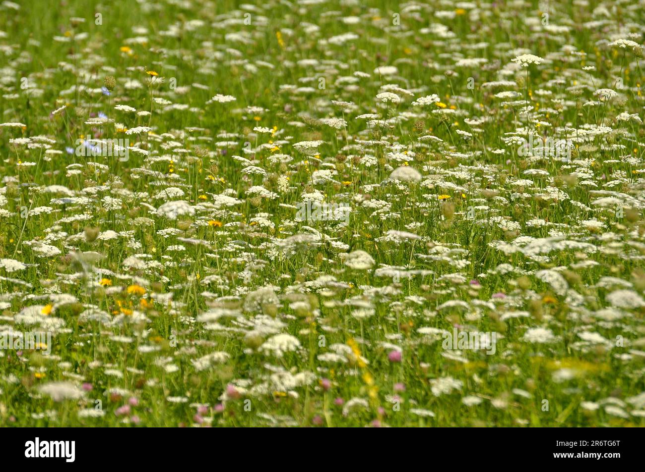 Flowering meadow with yarrow, common yarrow (Achillea millefolium Stock ...
