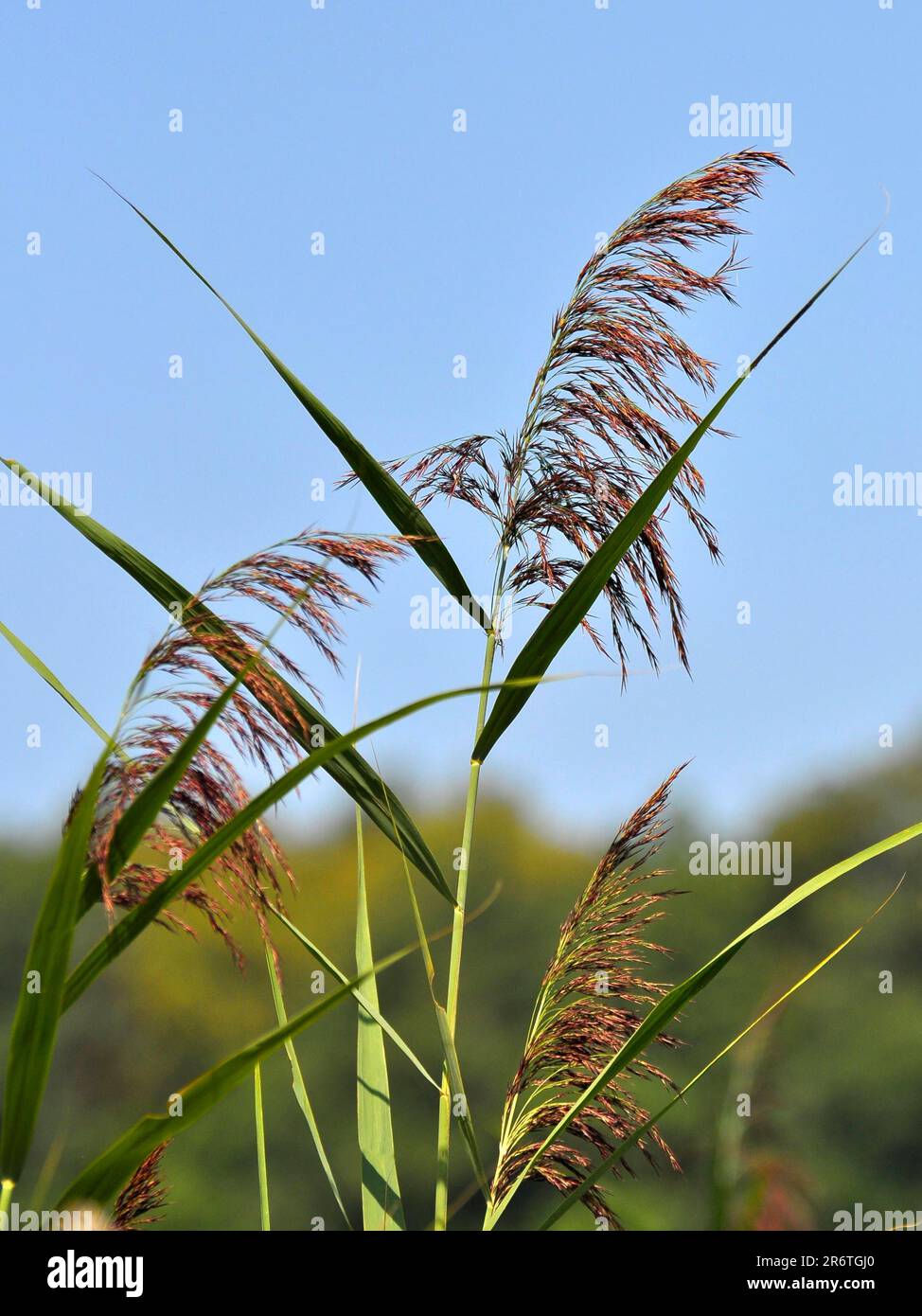 Flowering reed hi-res stock photography and images - Alamy