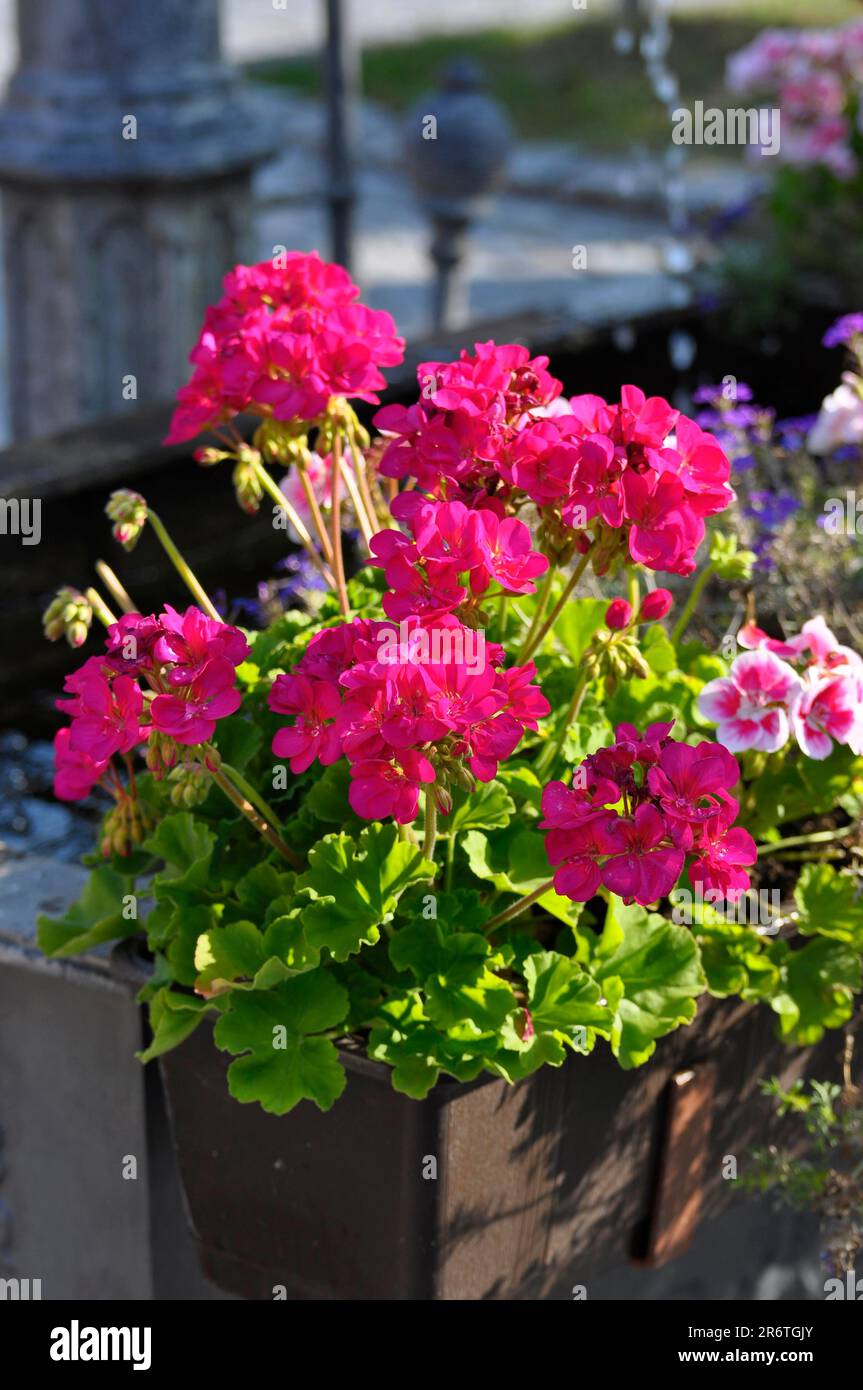 Geraniums, village fountain in Haefnerhaslach with geraniums Stock ...
