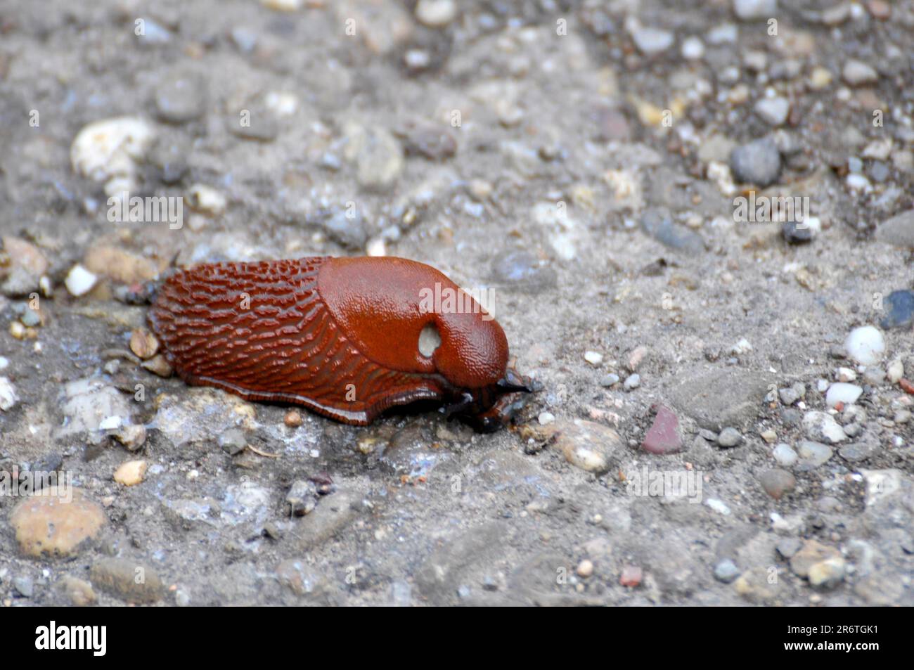 Pulmonates hi-res stock photography and images - Alamy