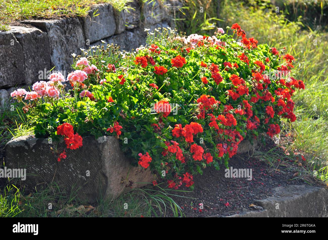Flowers at the window outside, geraniums in the tub, in the trough ...