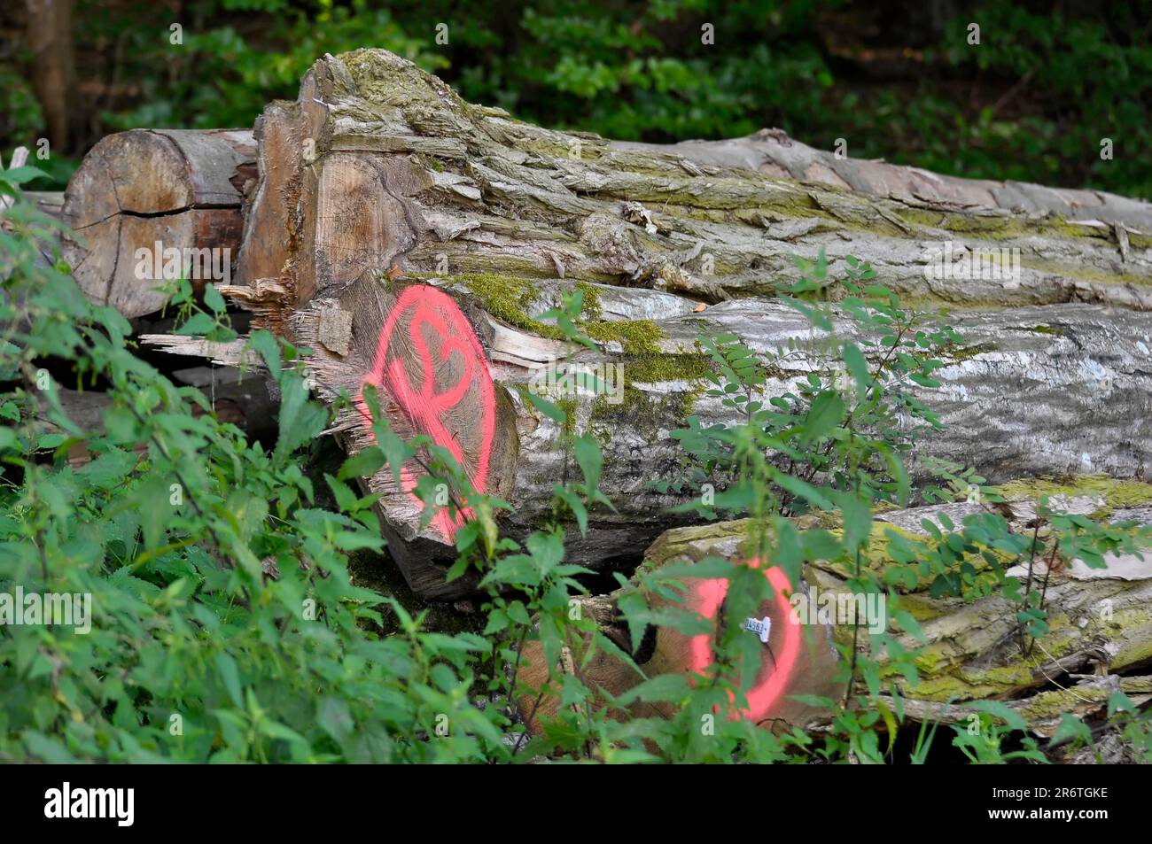 Stock long logs with number Stock Photo - Alamy