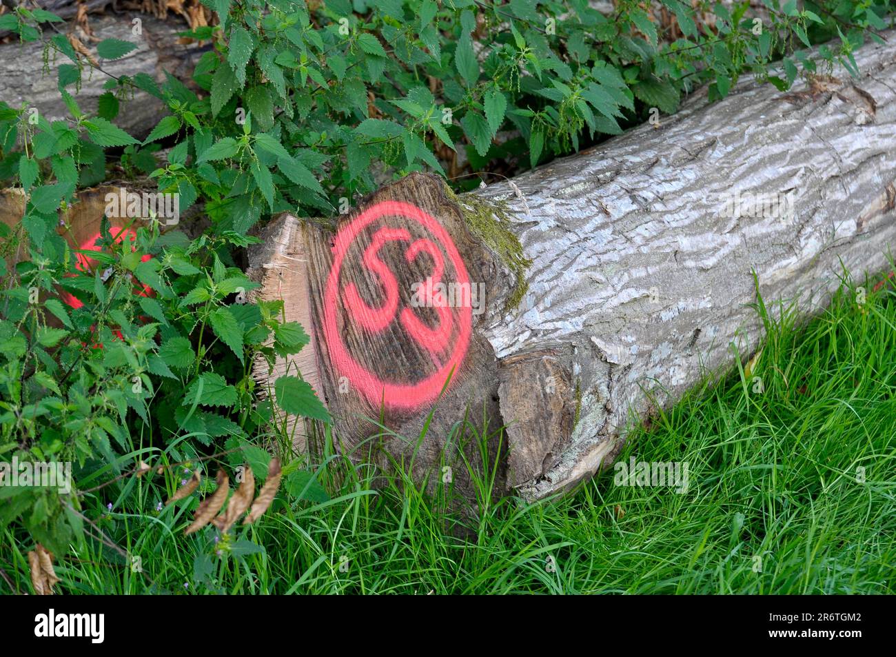 Stock long logs with number Stock Photo - Alamy