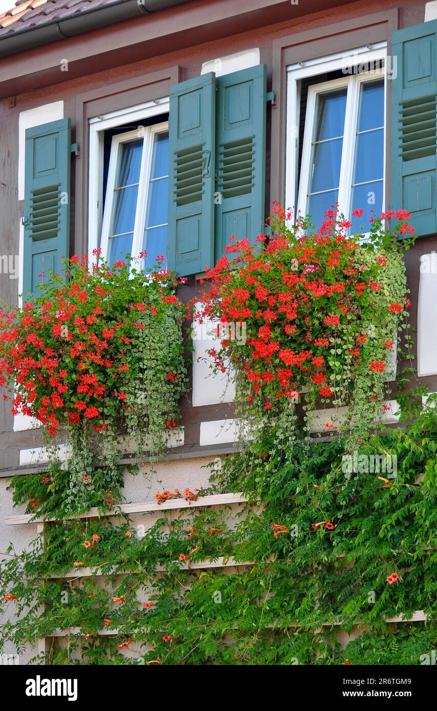 Flowers on the window outside, red geraniums in the box, Pelargonium ...