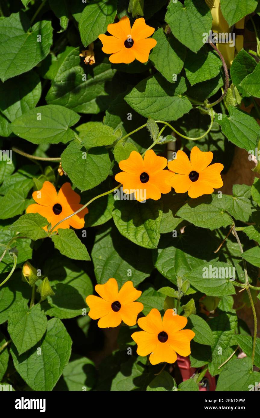 Climbing plant, black-eyed susan vine (Thunbergia alata Stock Photo - Alamy