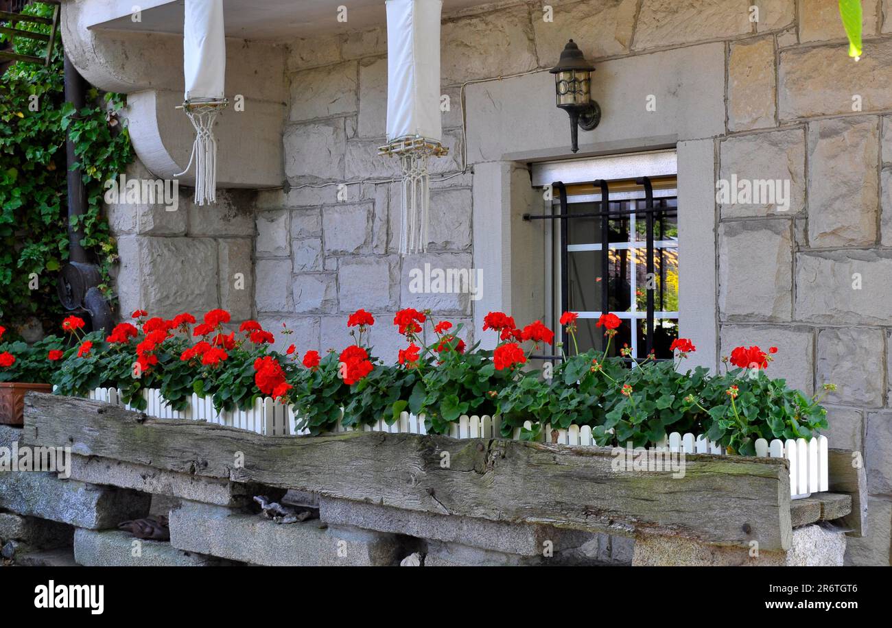 Flowers on the window outside, red geraniums in the box, Pelargonium ...