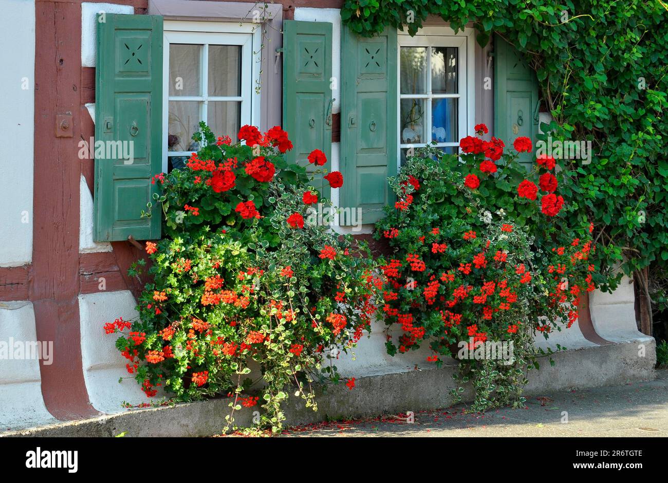 Flowers on the window outside, red geraniums in the box, Pelargonium ...
