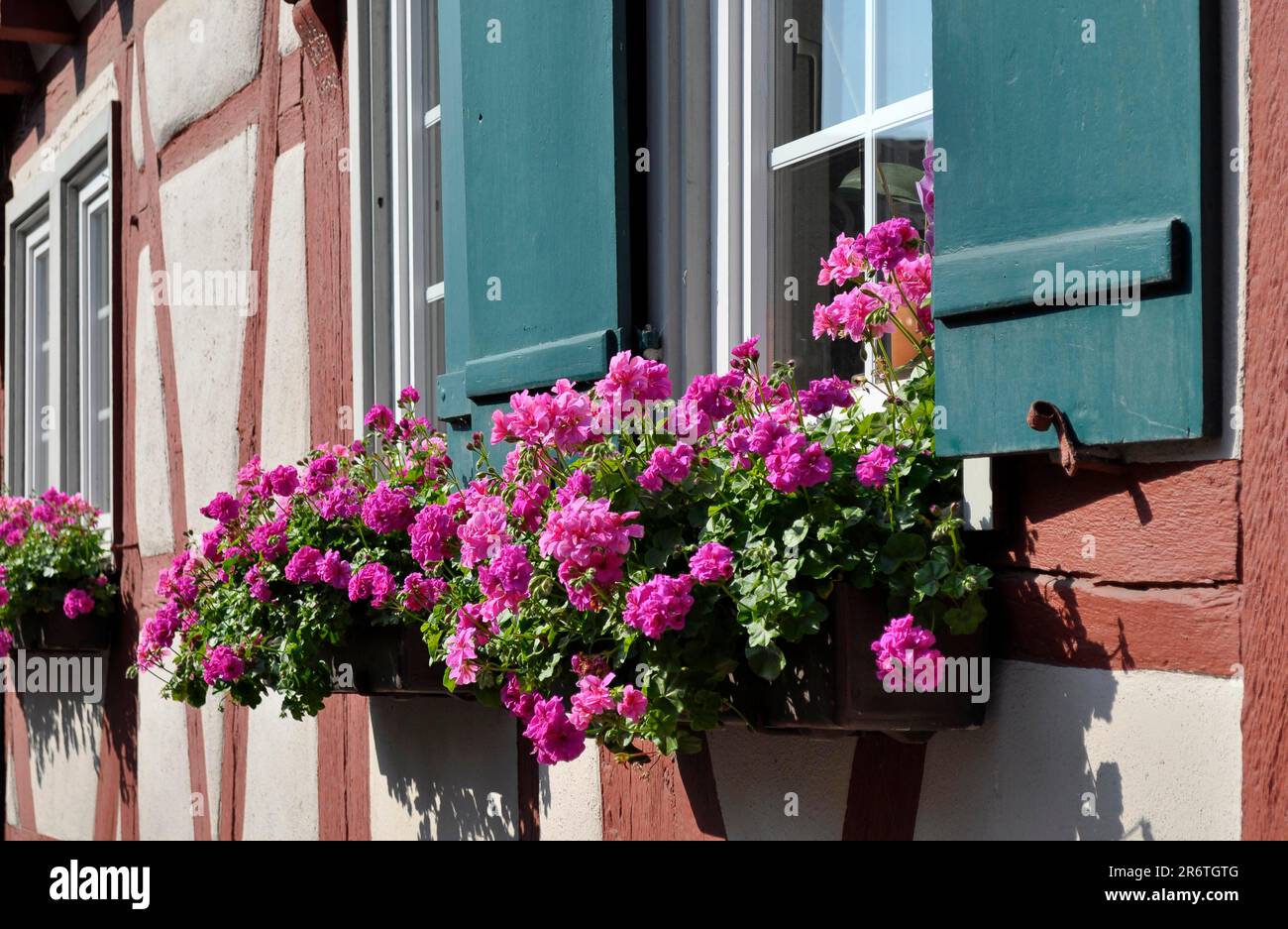Flowers on the window outside, red geraniums in the box, Pelargonium ...