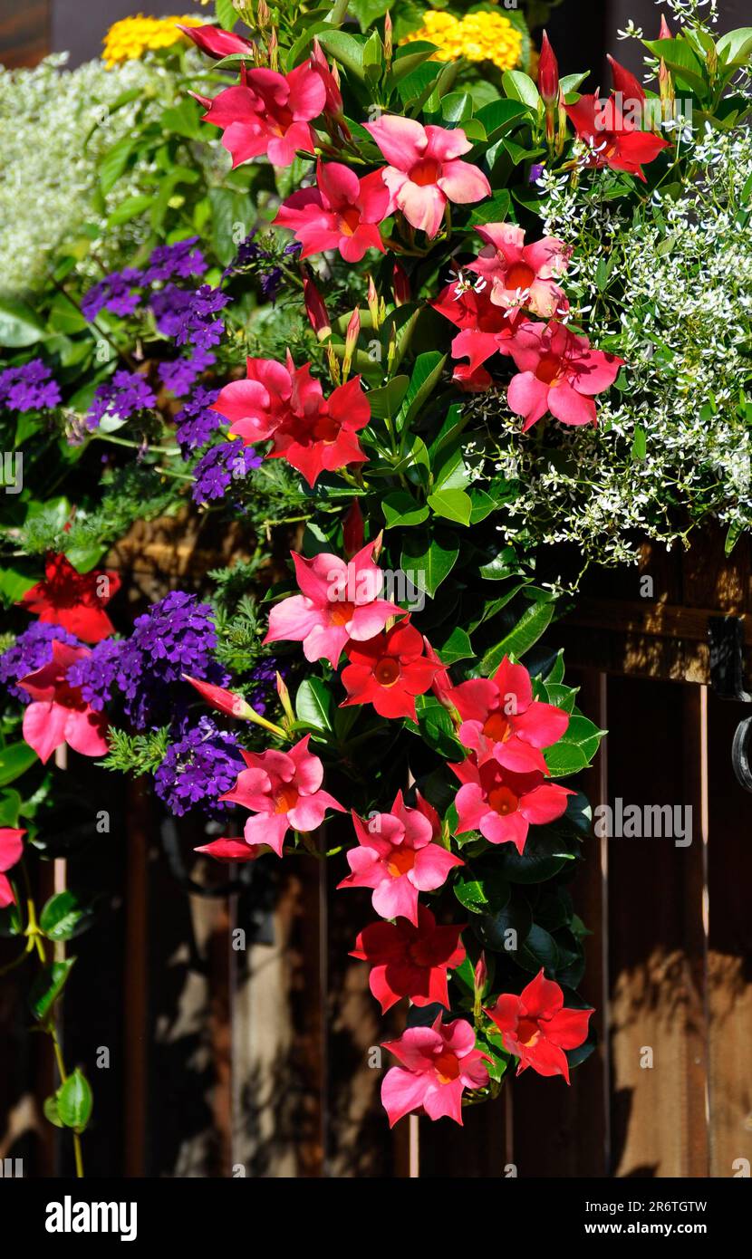 In a pot, Dipladenia (Mandevilla sanderi hybride), Tub plant Stock ...