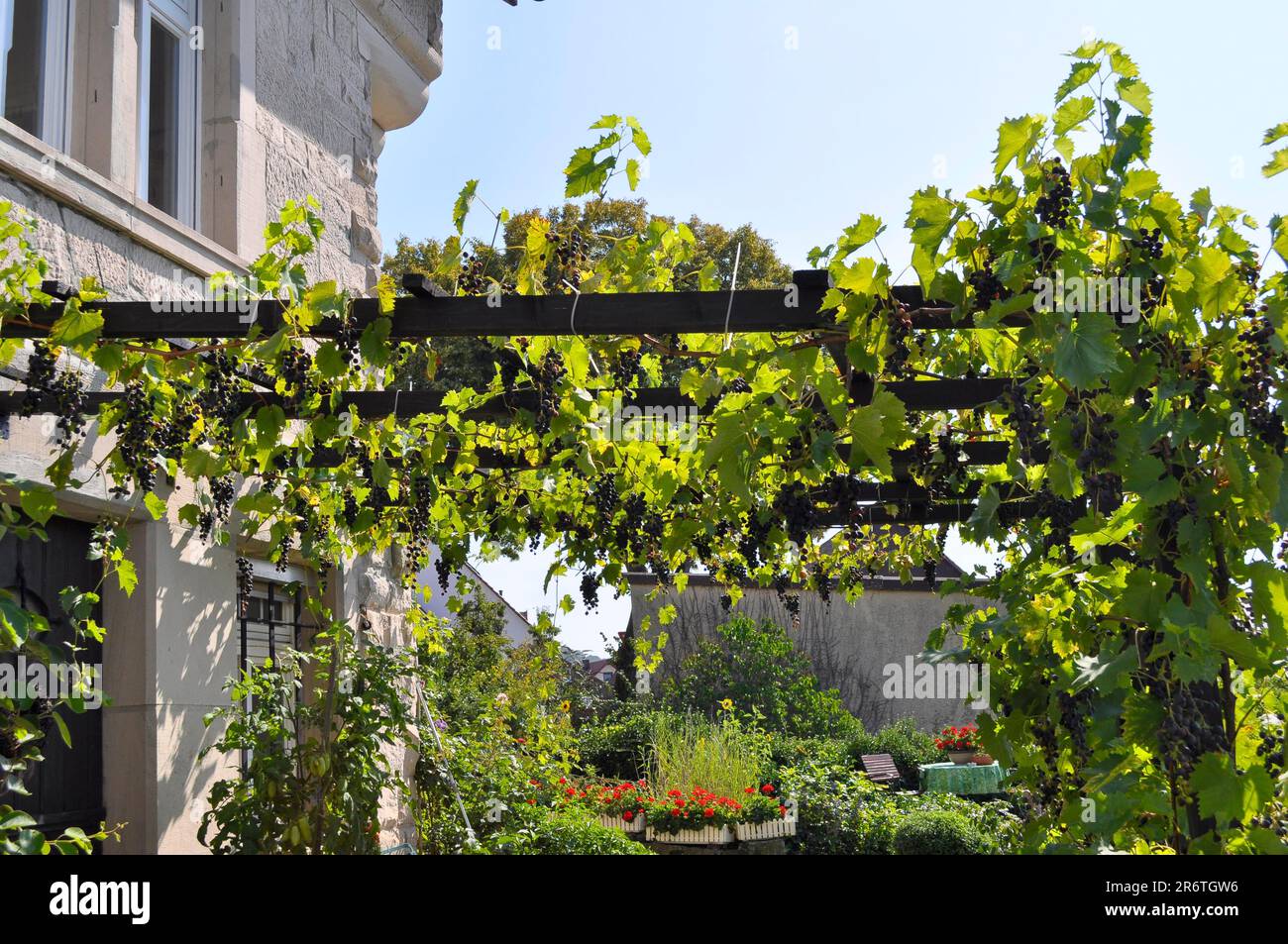 Grapevine pergola hi-res stock photography and images - Alamy