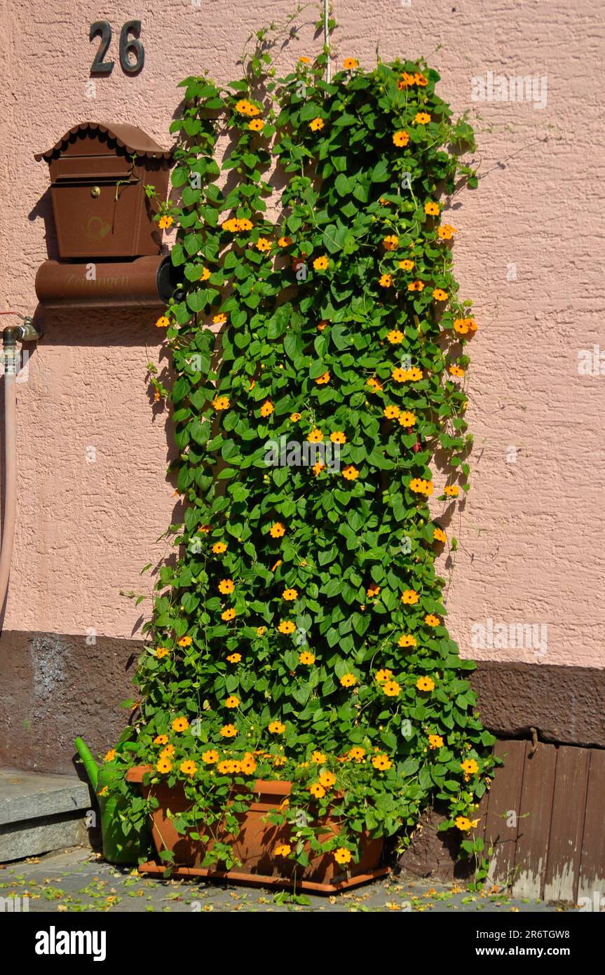 Climbing plant, black-eyed susan vine (Thunbergia alata Stock Photo - Alamy