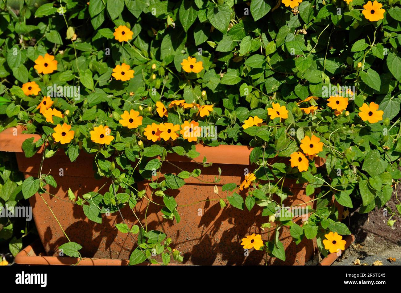 Climbing plant, black-eyed susan vine (Thunbergia alata Stock Photo - Alamy
