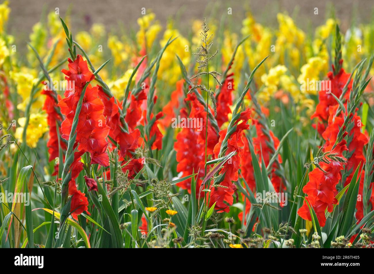 Flowers to cut yourself, flower field of sword lilies (Gladiolus ...