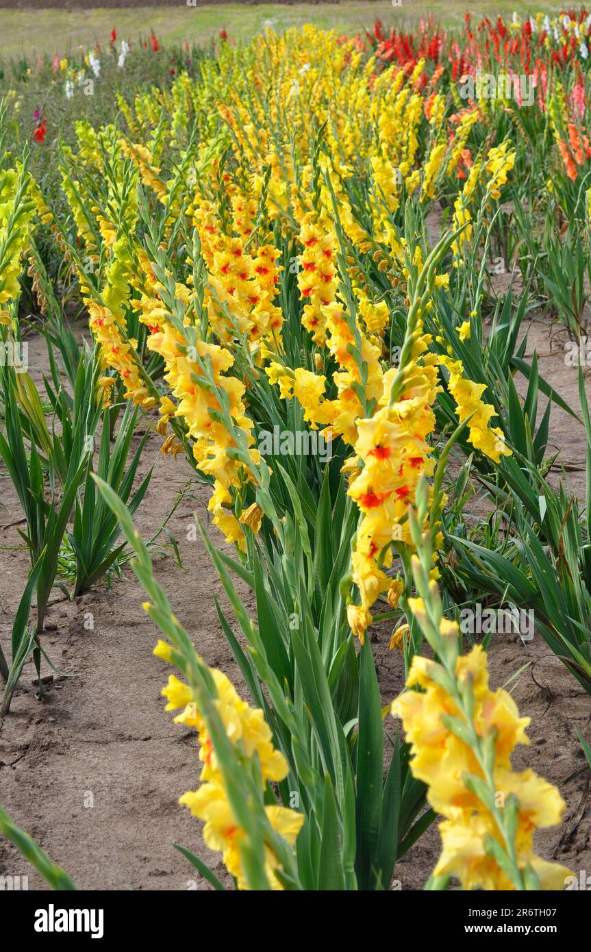 Flowers to cut yourself, flower field of sword lilies (Gladiolus ...