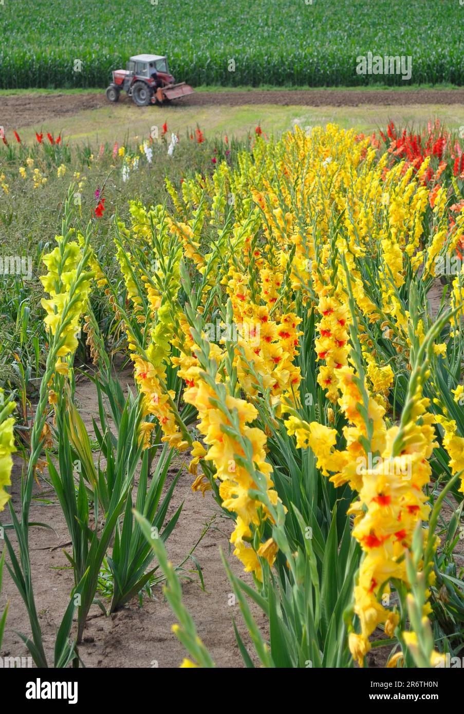Flowers to cut yourself, flower field of sword lilies (Gladiolus ...