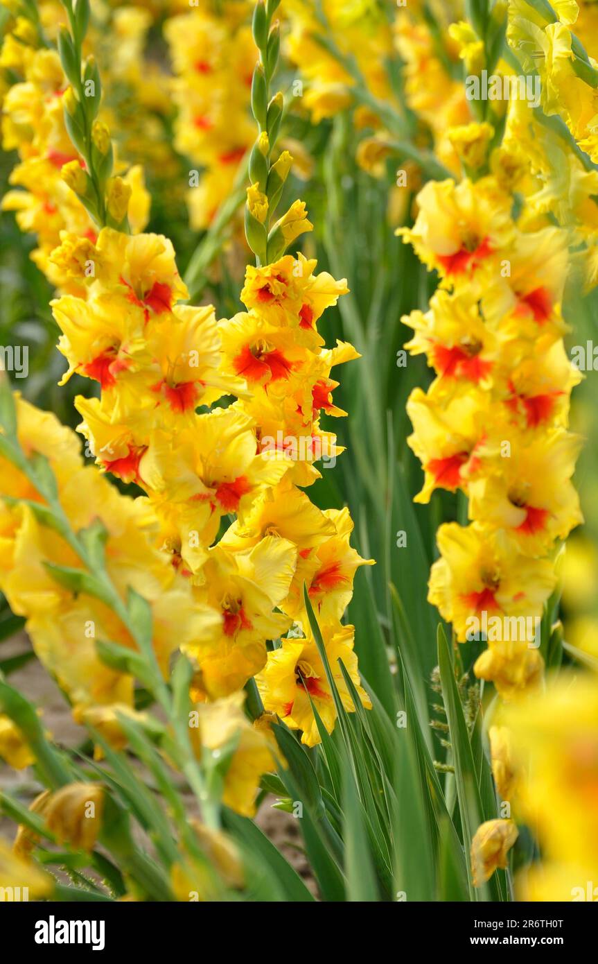 Flowers to cut yourself, flower field of sword lilies (Gladiolus ...