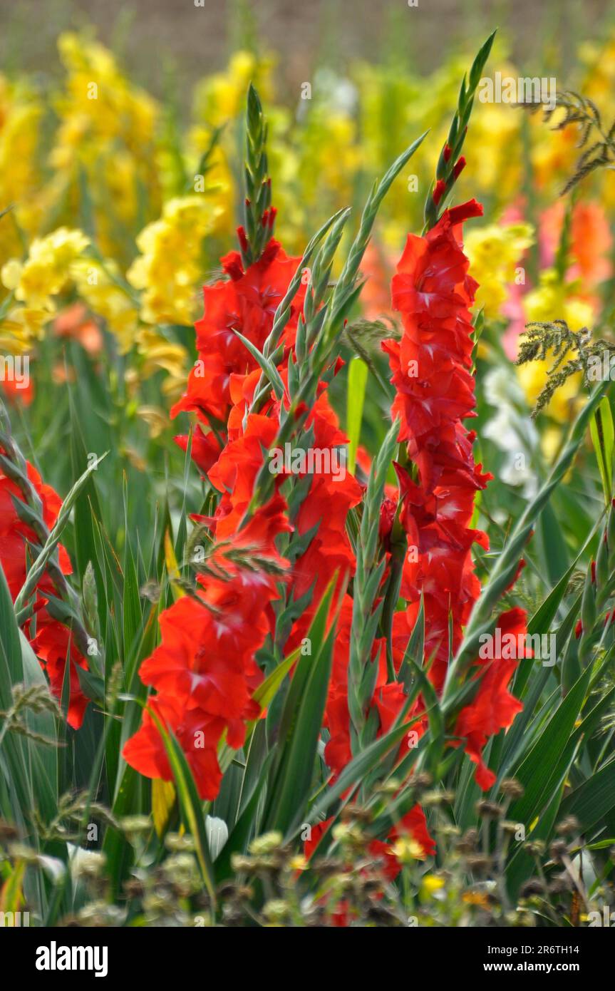 Flowers to cut yourself, flower field of sword lilies (Gladiolus ...