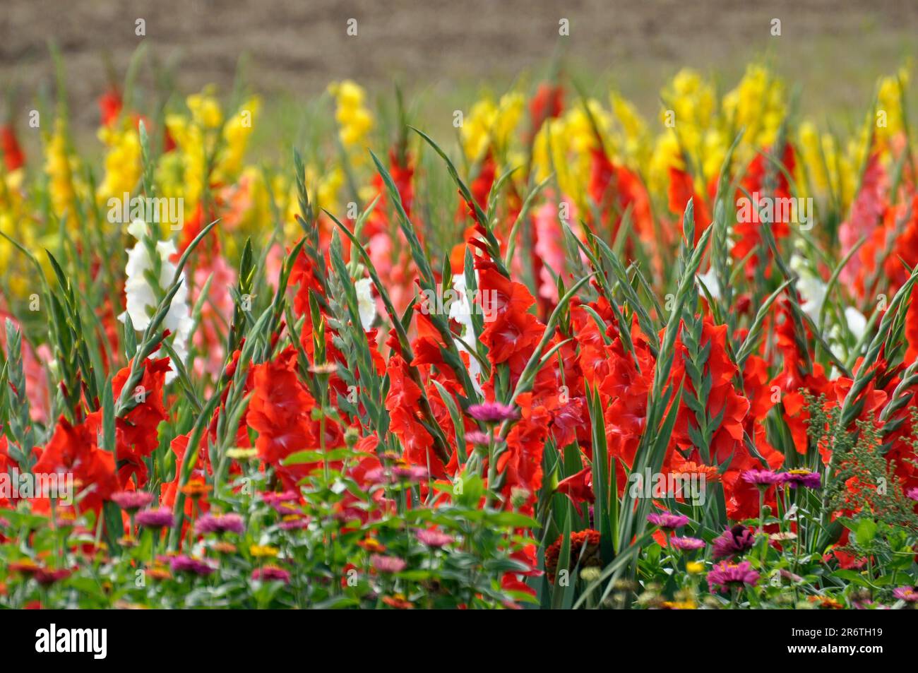 Flowers to cut yourself, flower field of sword lilies (Gladiolus ...