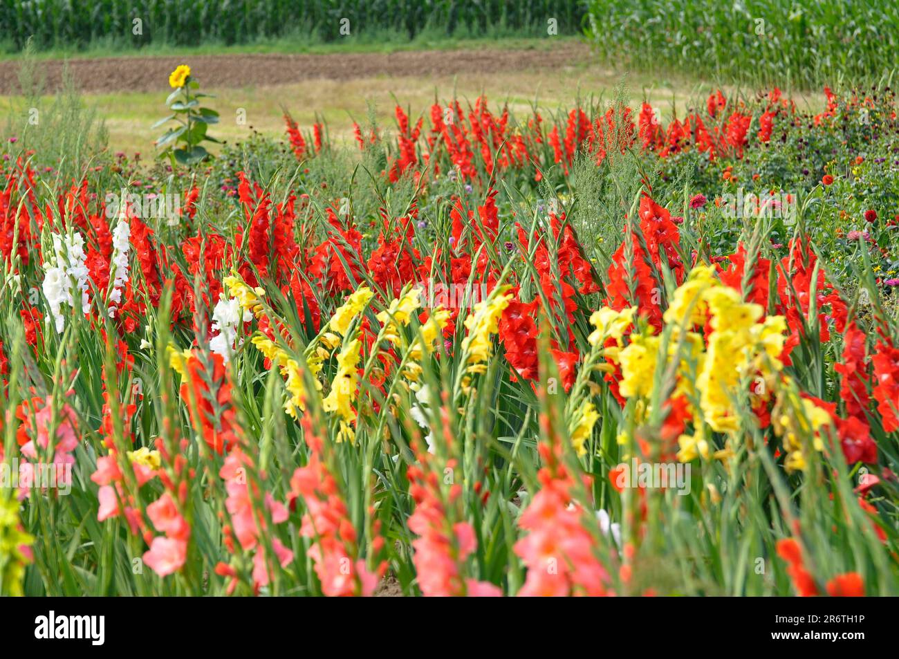 Flowers to cut yourself, flower field of sword lilies (Gladiolus ...