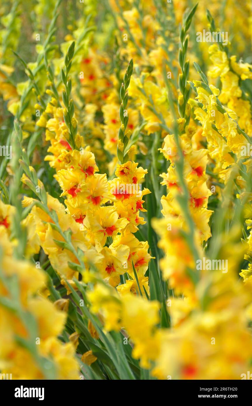 Flowers to cut yourself, flower field of sword lilies (Gladiolus ...