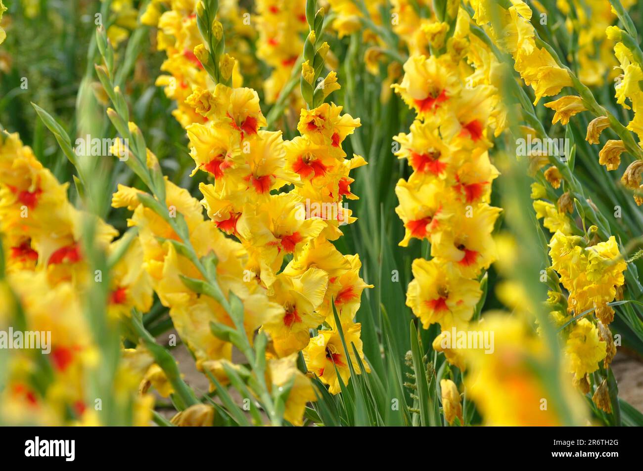 Flowers to cut yourself, flower field of sword lilies (Gladiolus ...