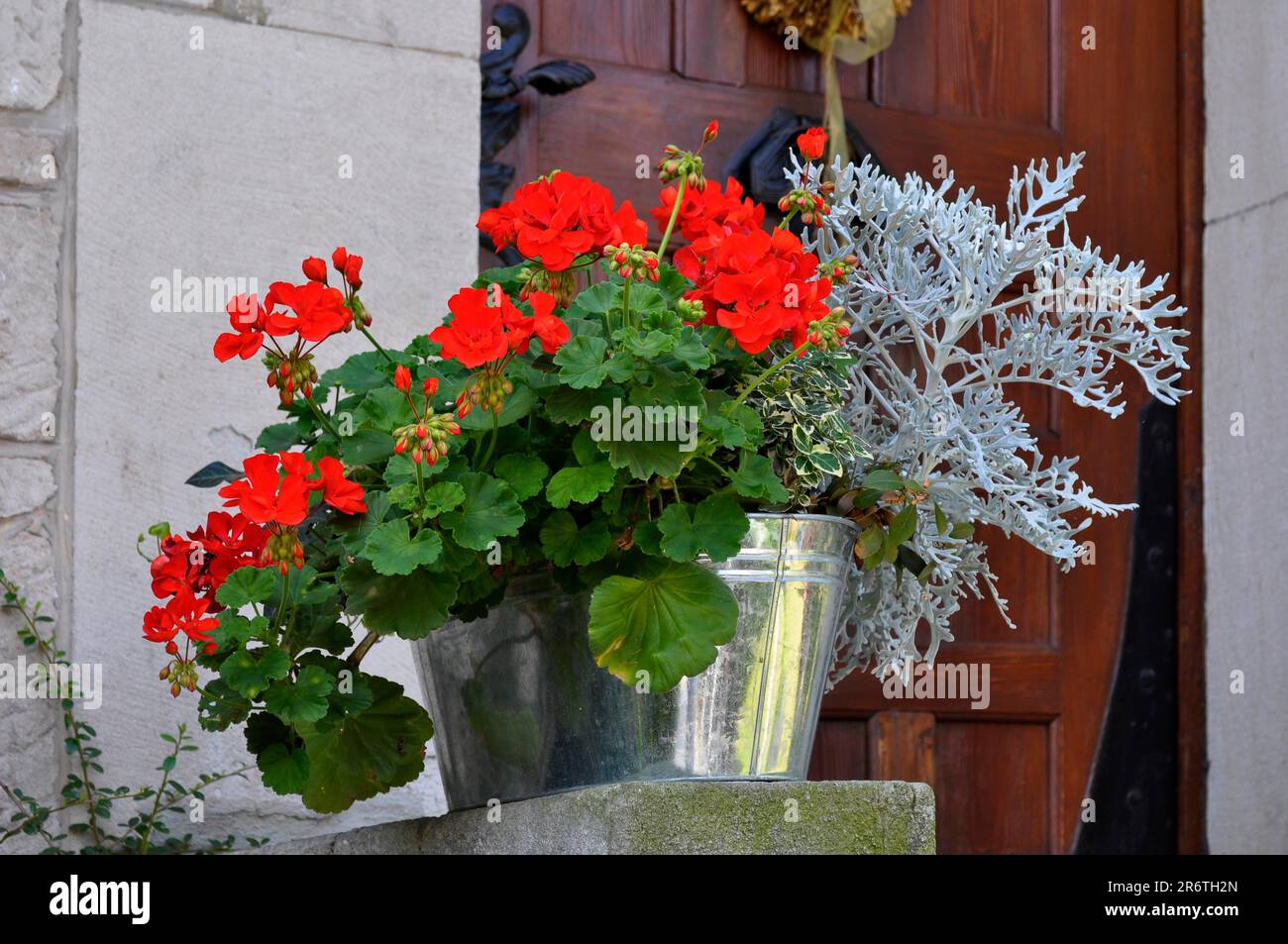 Red geraniums in box, Pelargonium, Bathtub Stock Photo - Alamy