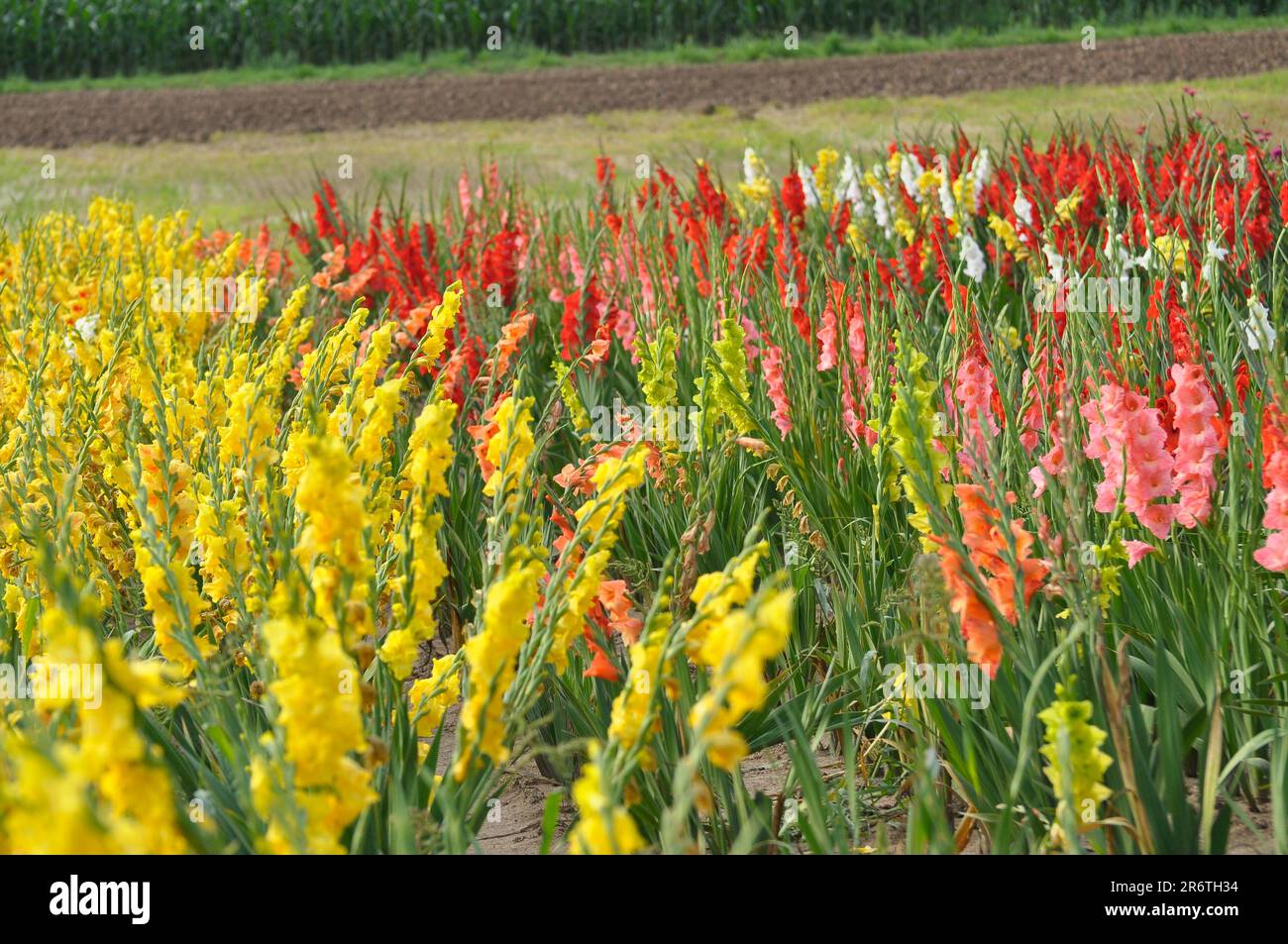 Flowers to cut yourself, flower field of sword lilies (Gladiolus ...