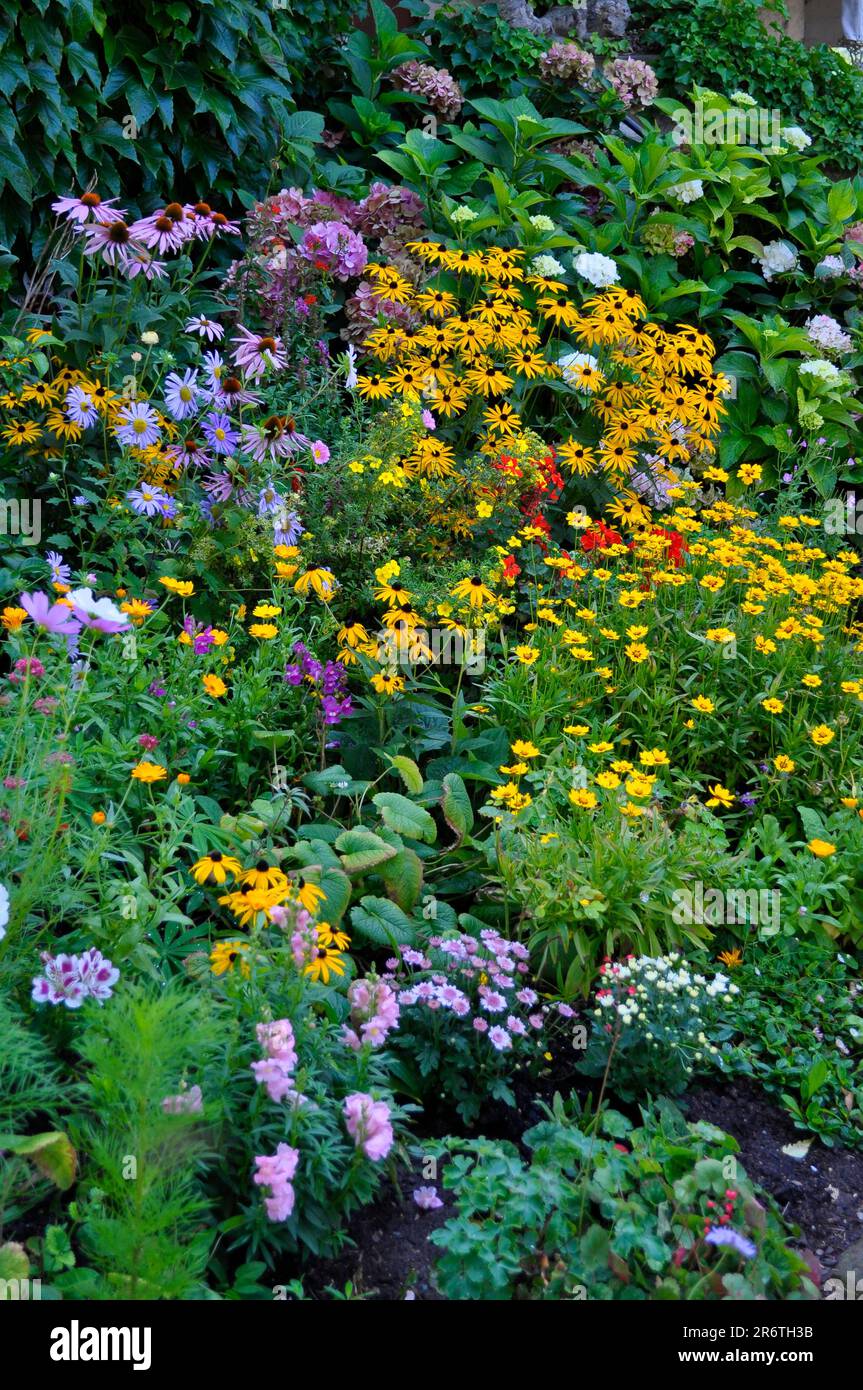 Perennial Garden, Coneflower, orange coneflower (Rudbeckia fulgida ...
