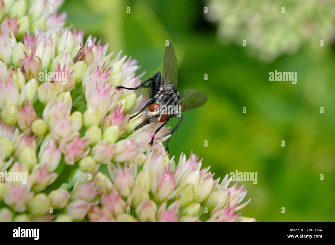 Large midge on stonecrop (Sedum) flower, stonecrop, wall pepper Stock ...