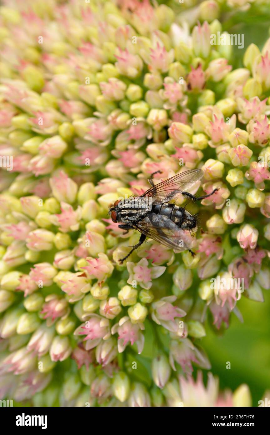 Large midge on stonecrop (Sedum) flower, stonecrop, wall pepper Stock ...