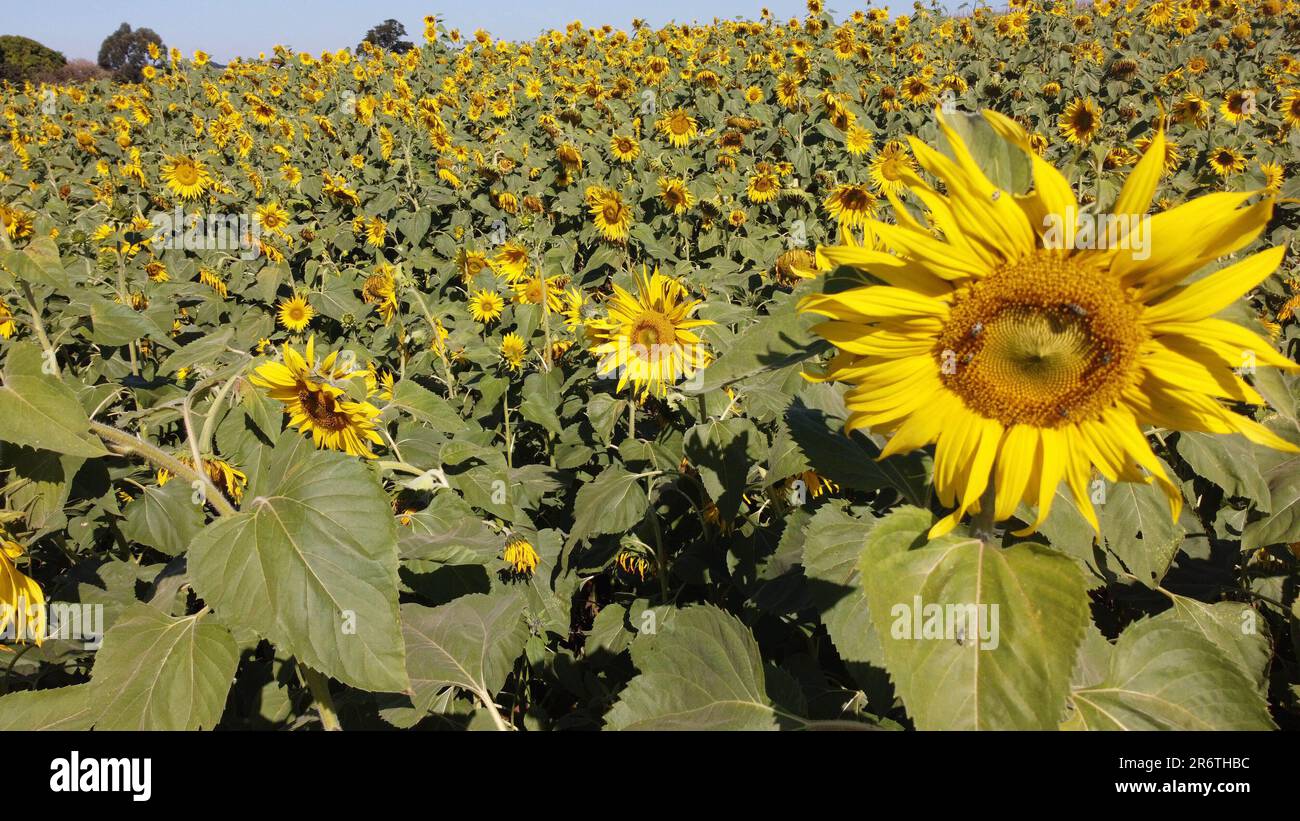 Campo girassol hi-res stock photography and images - Alamy