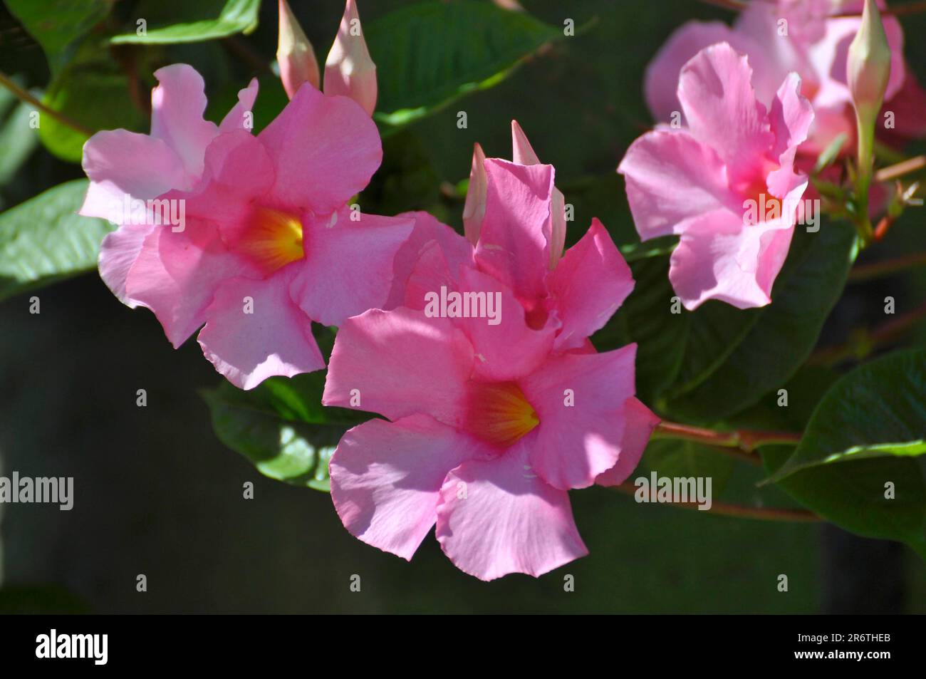 Sundaville pink flowering, Mandevilla sanderi hybride Stock Photo - Alamy