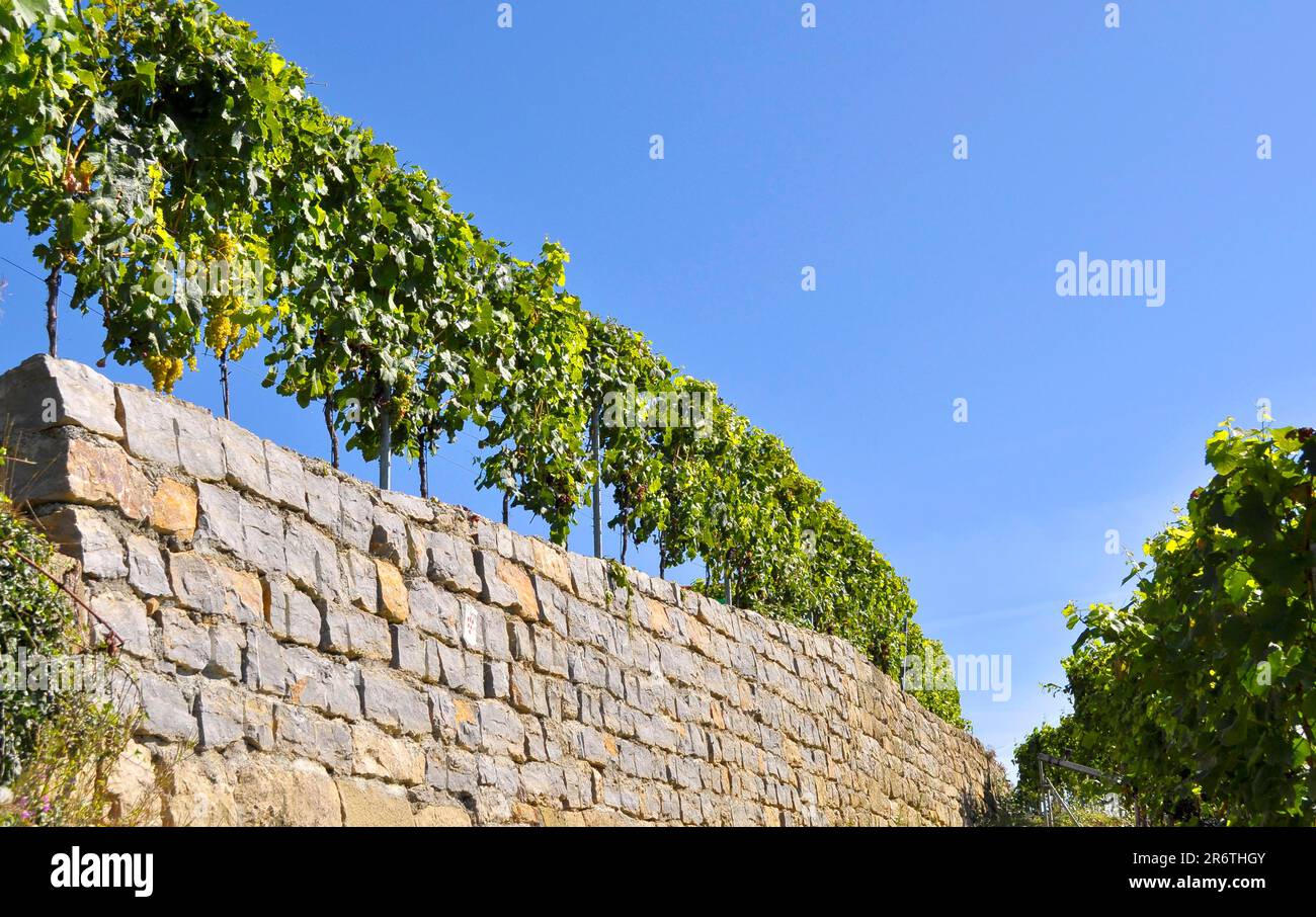 Vineyard wall with vines Stock Photo - Alamy