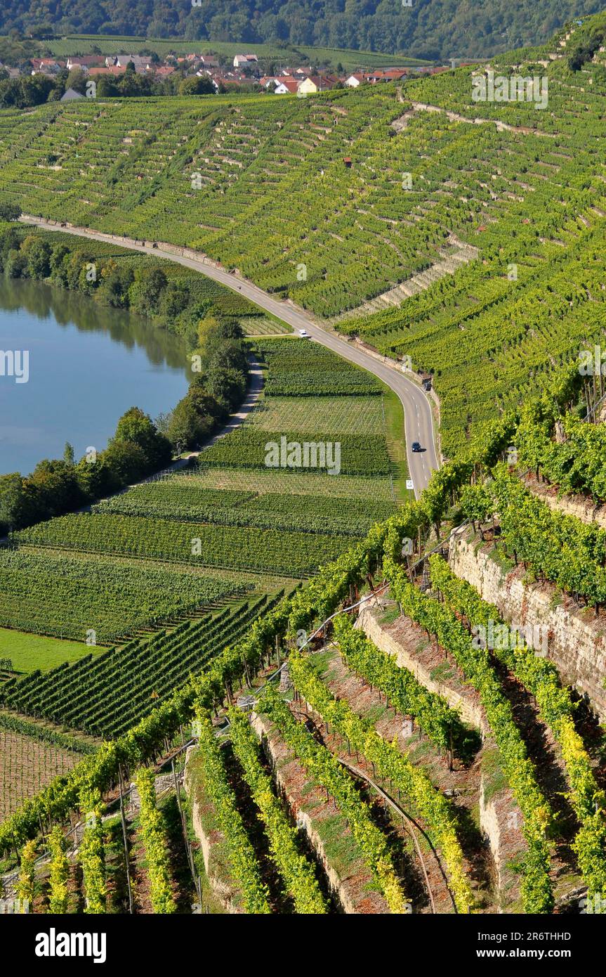 Vineyard terraces, vineyards, fields, meadows, steep slope, river ...