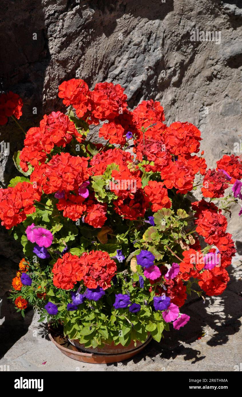 Red hanging geraniums, geraniums at the window Stock Photo - Alamy