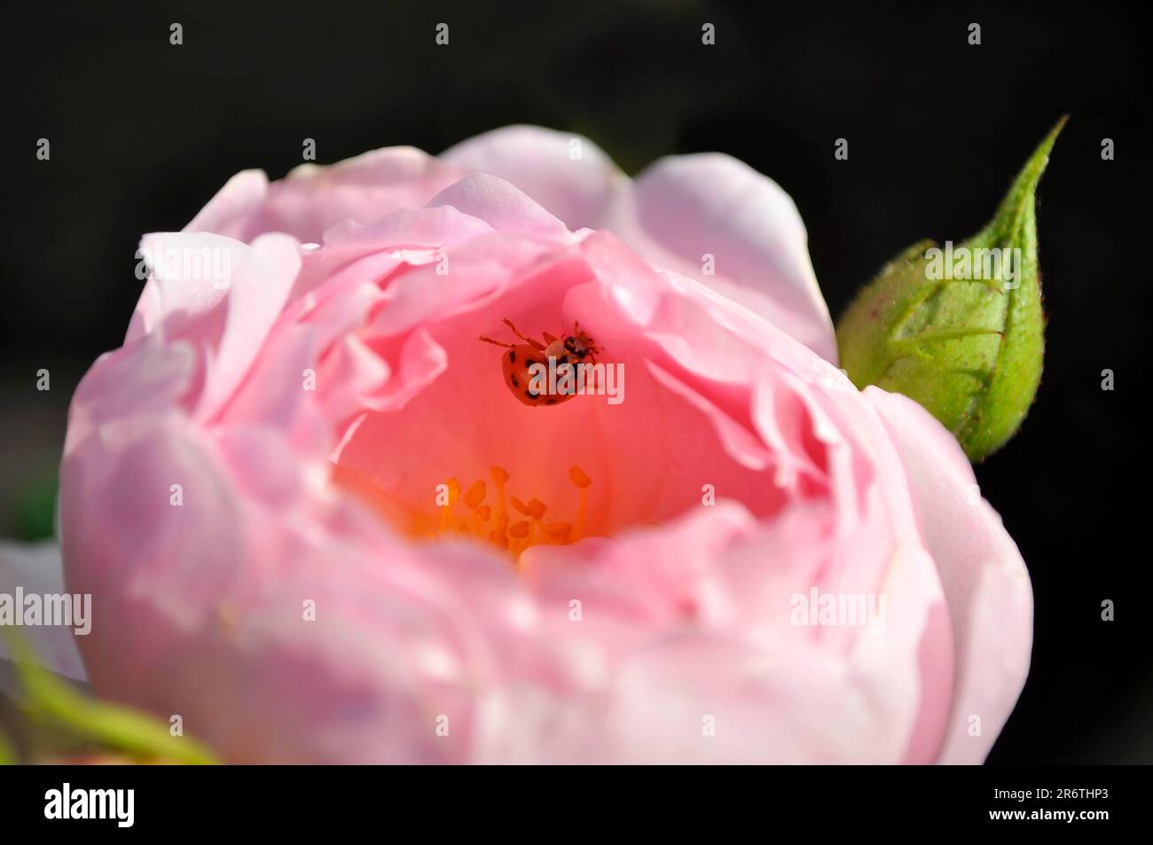 Ladybird in Rose Flower, asian lady beetle (Harmonia axyridis), shrub ...